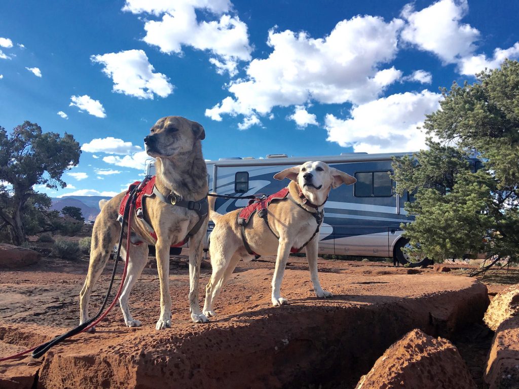 How To Keep Your Dog Safe While Moving in a Motorhome | Camping World Blog