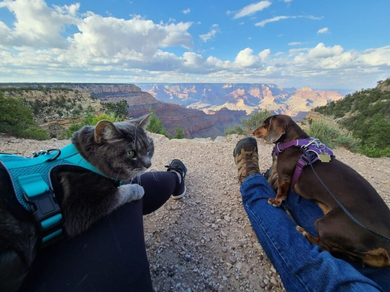 RVing With Cats: Tips for Keeping Your Senior Adventure Cat Comfortable ...