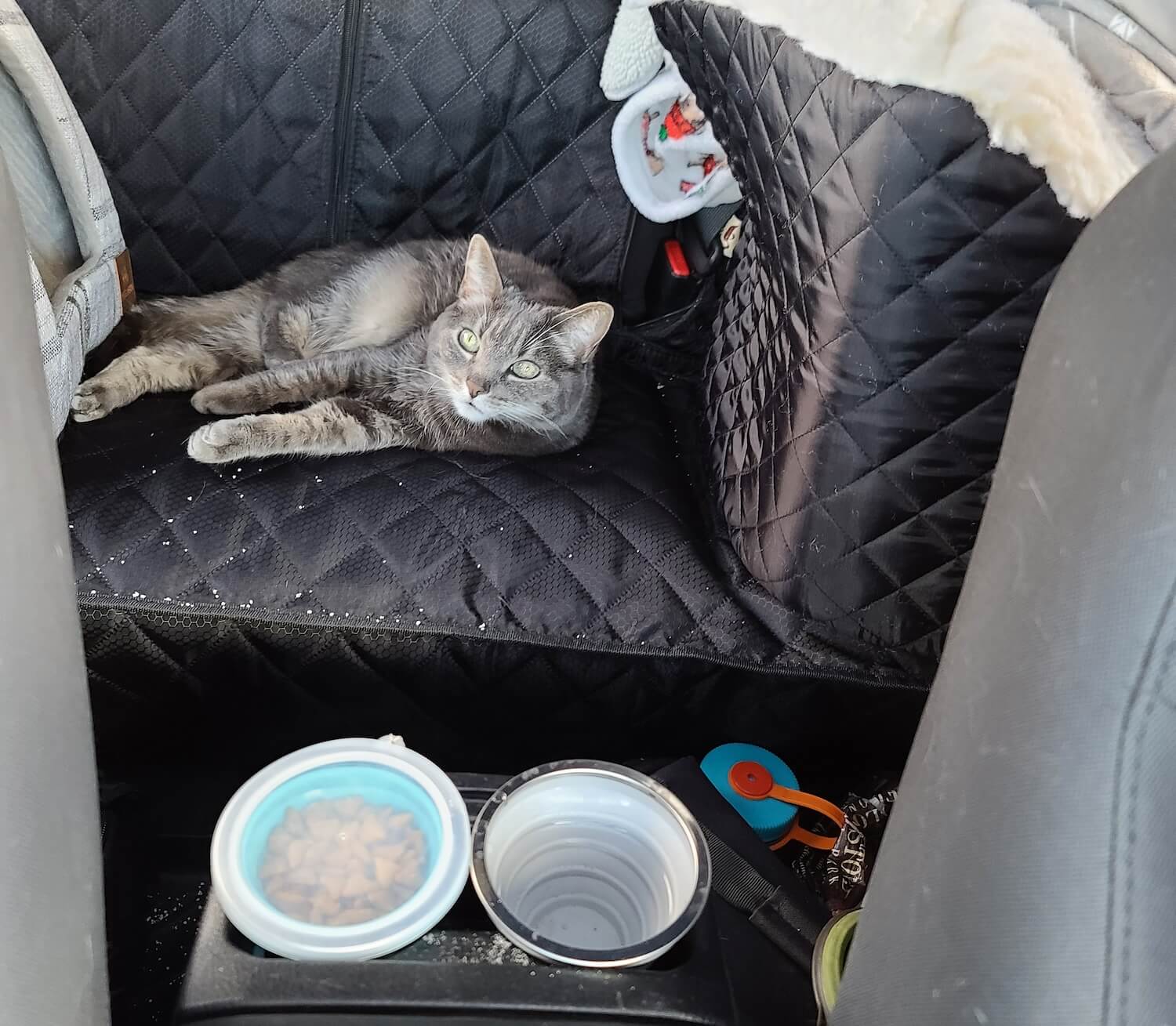 RVing With Cats: Tips for Keeping Your Senior Adventure Cat Comfortable ...