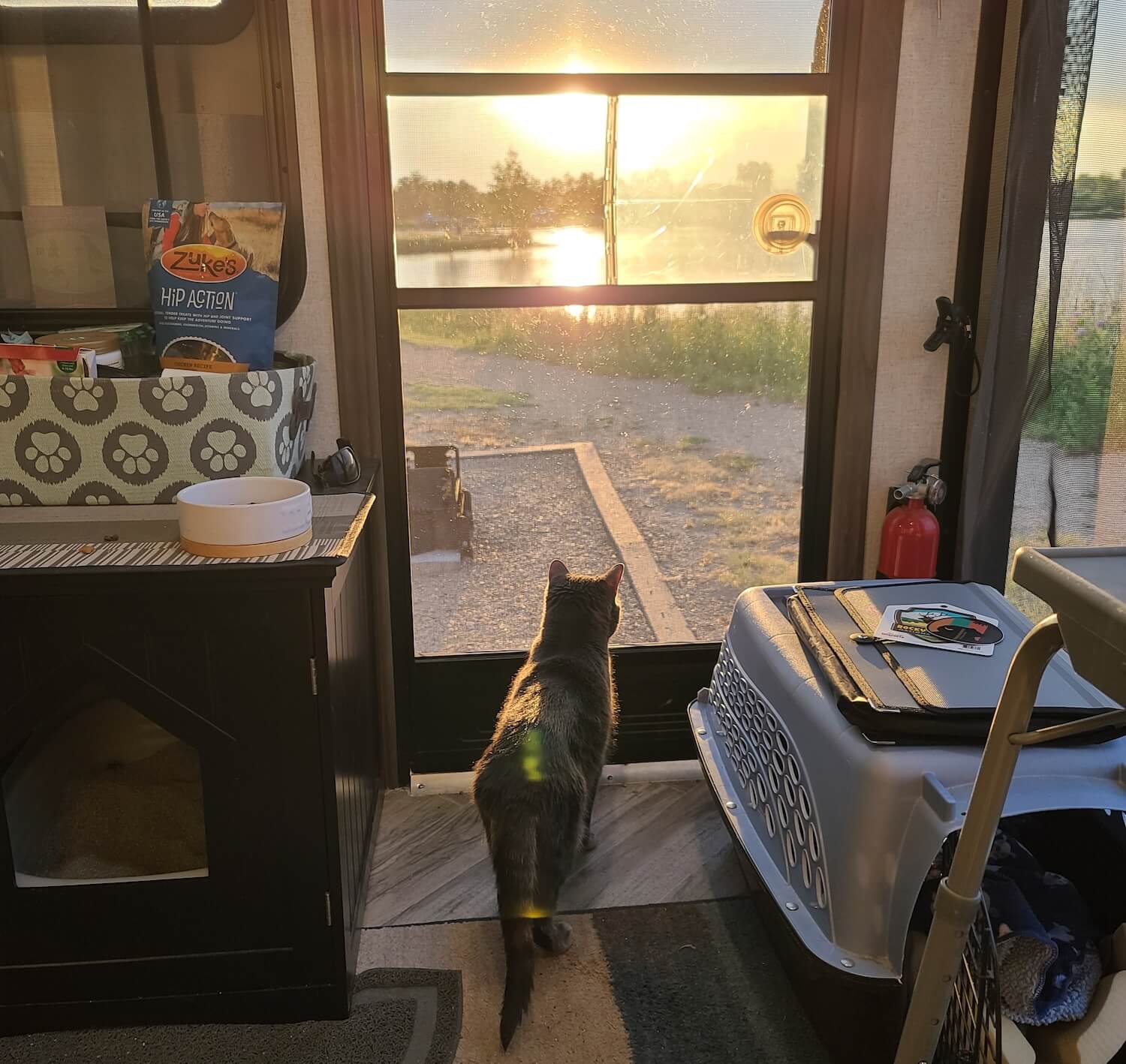 RVing With Cats: Tips for Keeping Your Senior Adventure Cat Comfortable ...